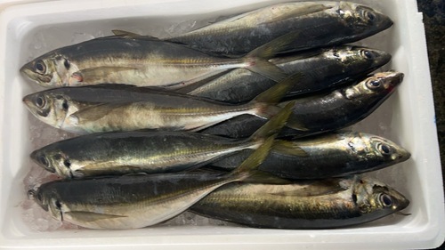 マアジ9-12入約5kg(定置) | UUUO(ウーオ)