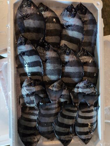 活〆イシダイ15入約5.5kg(定置) | UUUO(ウーオ)