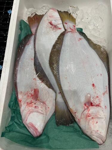 活〆イシガレイ2/4入約3kg(沿岸) | UUUO(ウーオ)