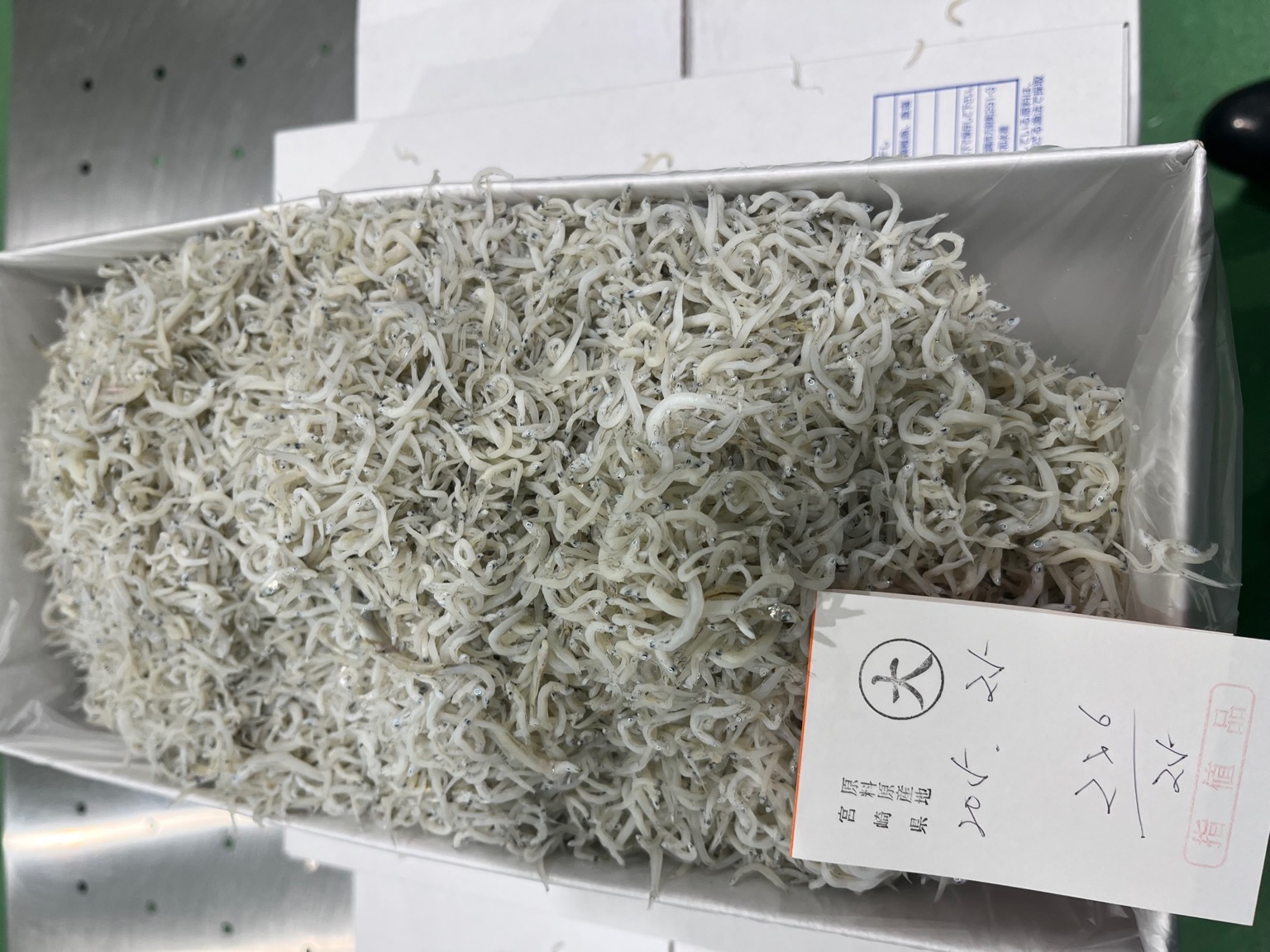 シラス約12kg | UUUO(ウーオ)