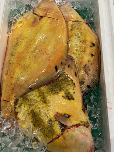 活〆マツカワガレイ1kg up / 3入約4.5kg(底曳) | UUUO(ウーオ)