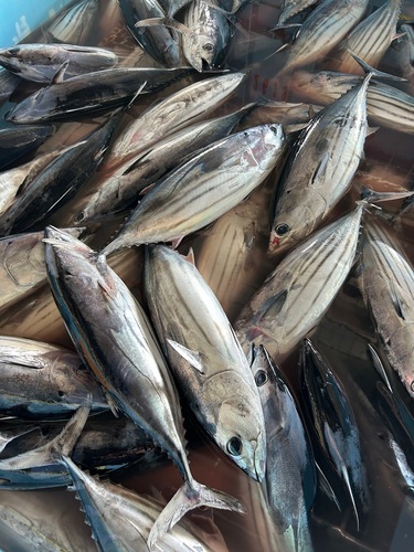 カツオ4入約10.5kg | UUUO(ウーオ)