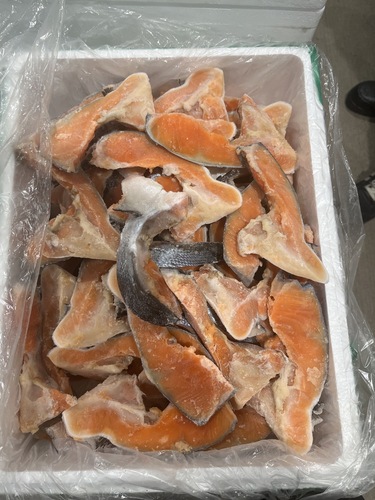 銀鮭約10kg | UUUO(ウーオ)