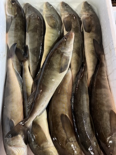 活〆ホッケ10入約5.5kg(定置) | UUUO(ウーオ)