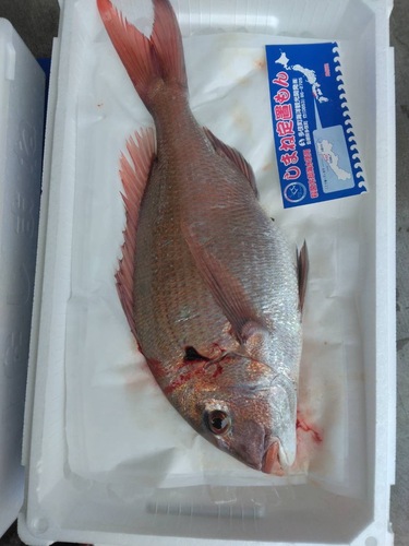 活〆マダイ1入約2.1kg(定置) | UUUO(ウーオ)