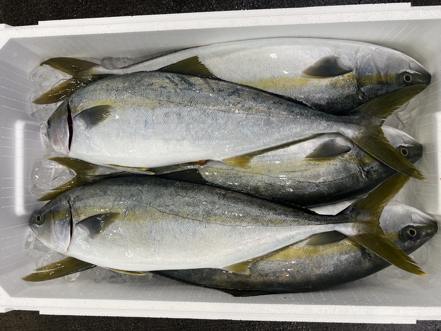 ツバス6入約8.5kg(定置) | UUUO(ウーオ)