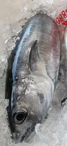 ヨコワ | UUUO(ウーオ)