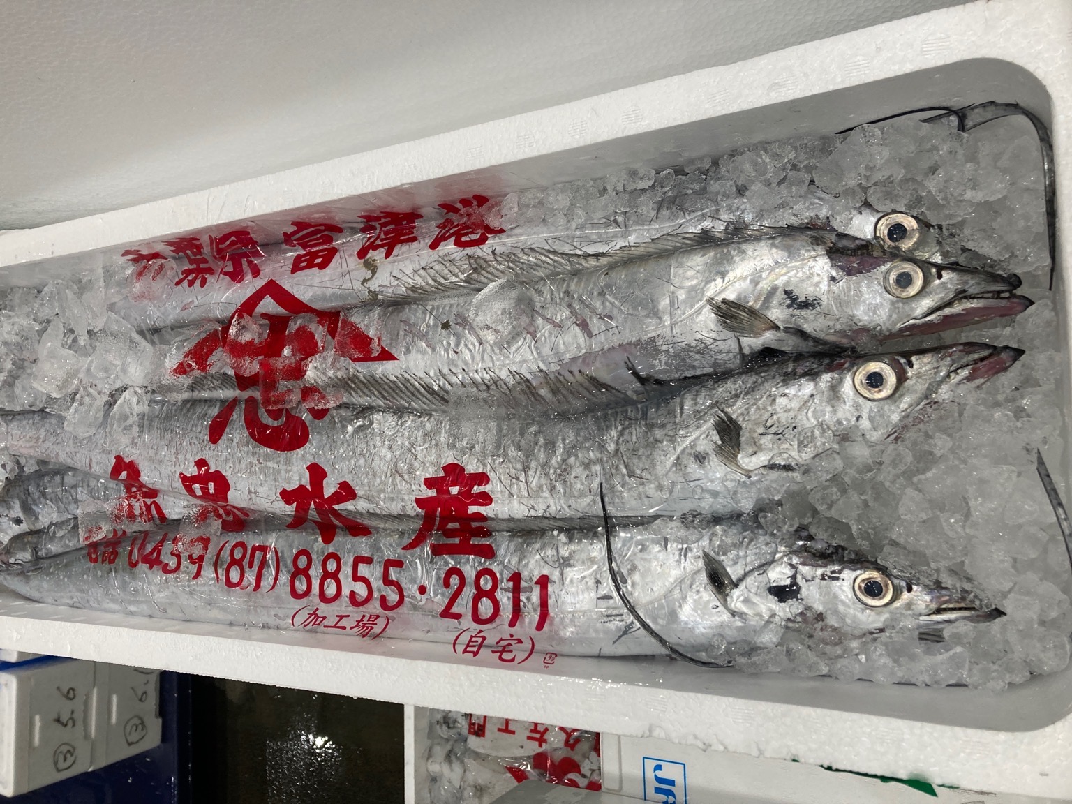 タチウオ5/6尾4/4.5k約4kg(定置) | UUUO(ウーオ)