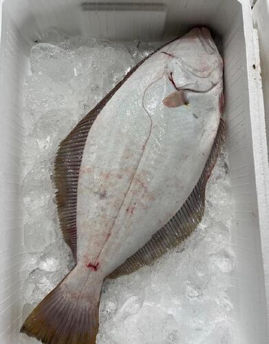 活〆ヒラメ1入約2kg(定置) | UUUO(ウーオ)