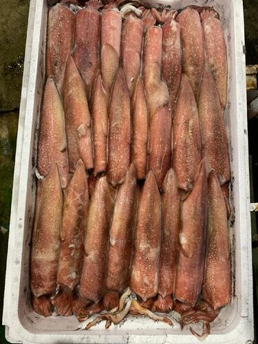 ケンサキイカ(冷凍)3段約4.5kg | UUUO(ウーオ)