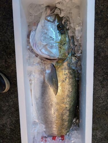 活〆ヒラマサ1入約11.3kg(定置) | UUUO(ウーオ)