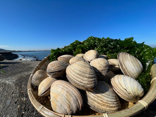 活ウチムラサキ中17入約3kg | UUUO(ウーオ)