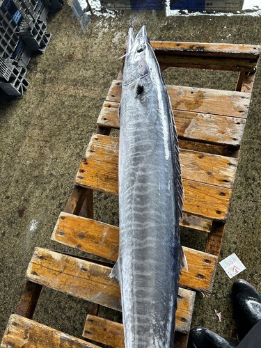 活〆カマスサワラ1入約10.3kg(定置) | UUUO(ウーオ)