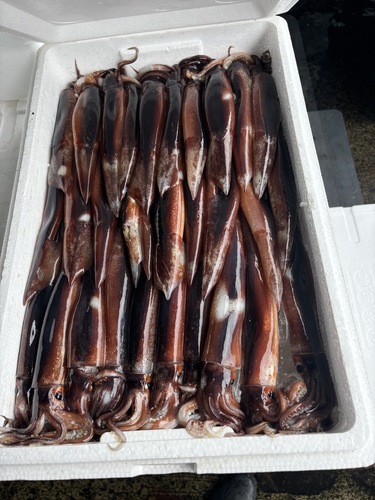 スルメイカ25入約5kg(釣) | UUUO(ウーオ)