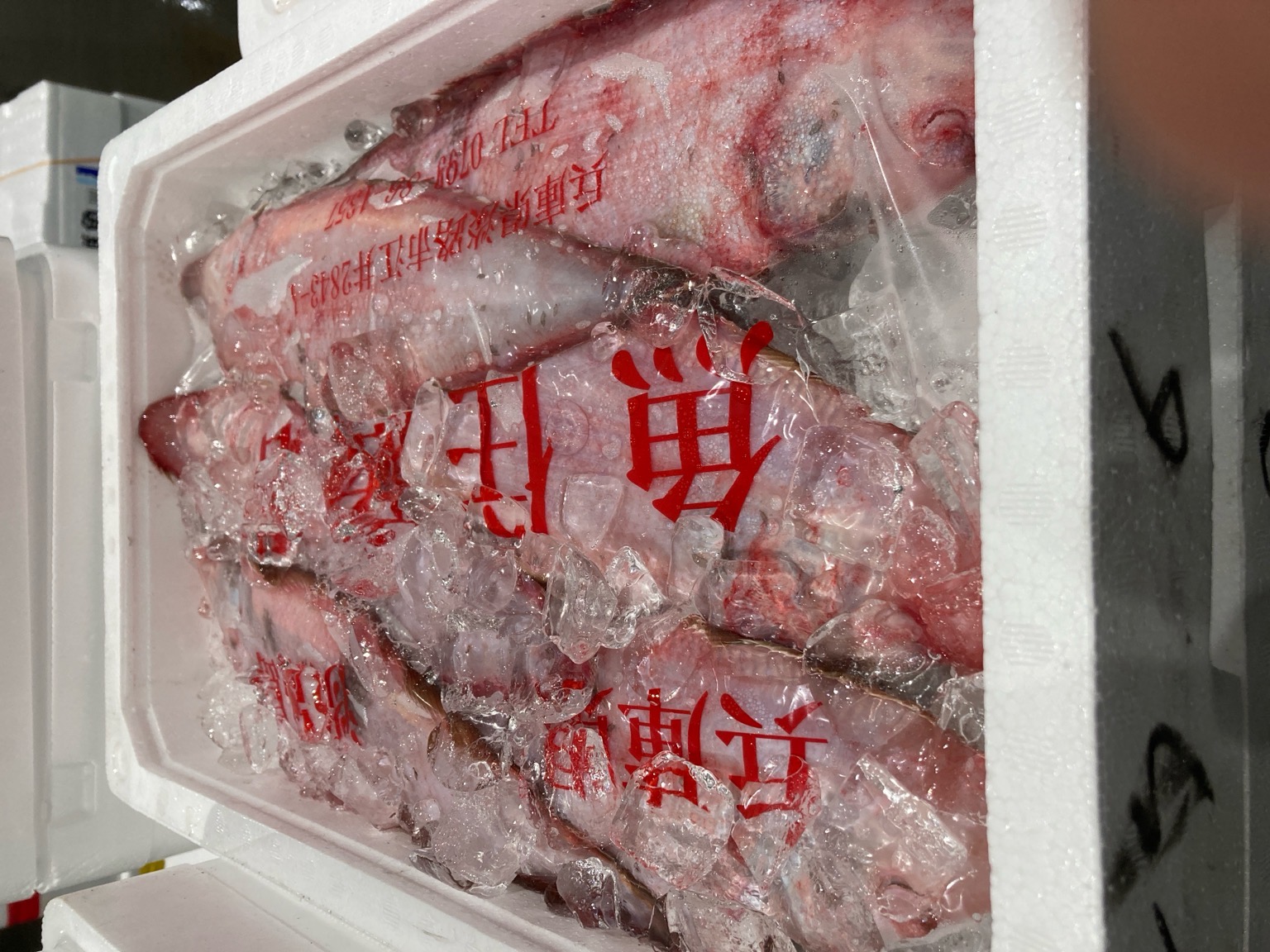 アカシタビラメ | UUUO(ウーオ)