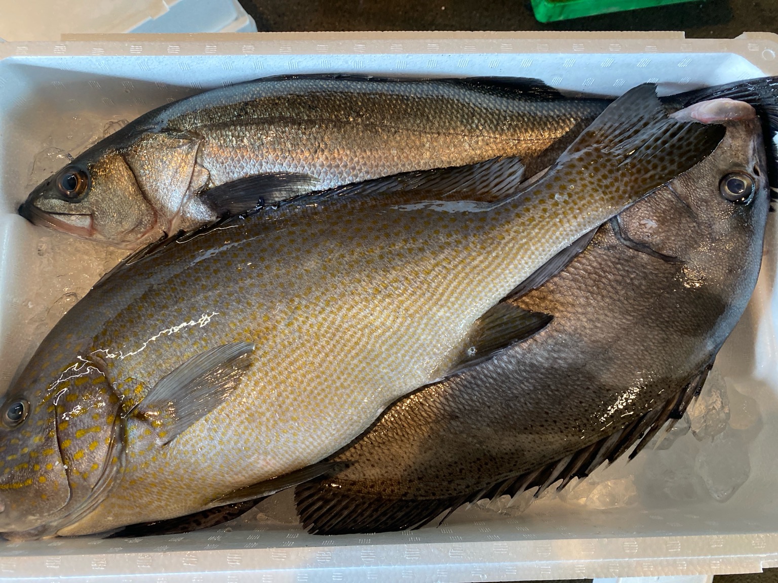 鮮魚BOX3入約6.5kg(定置) | UUUO(ウーオ)