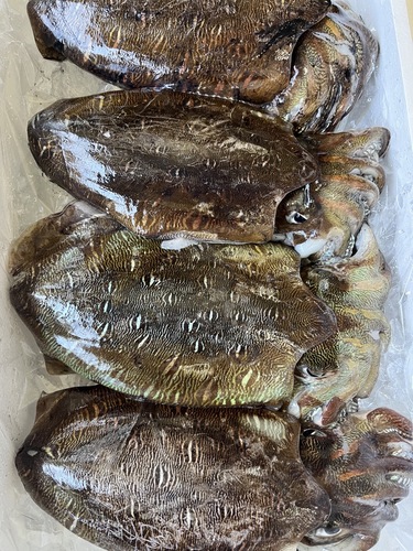 モンゴウイカ4入約4.2kg(刺網) | UUUO(ウーオ)