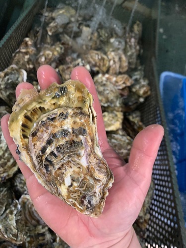 牡蠣（加熱用）(養殖) | UUUO(ウーオ)