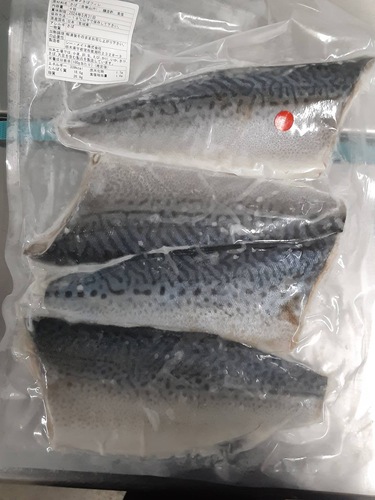 マサバ約7kg | UUUO(ウーオ)