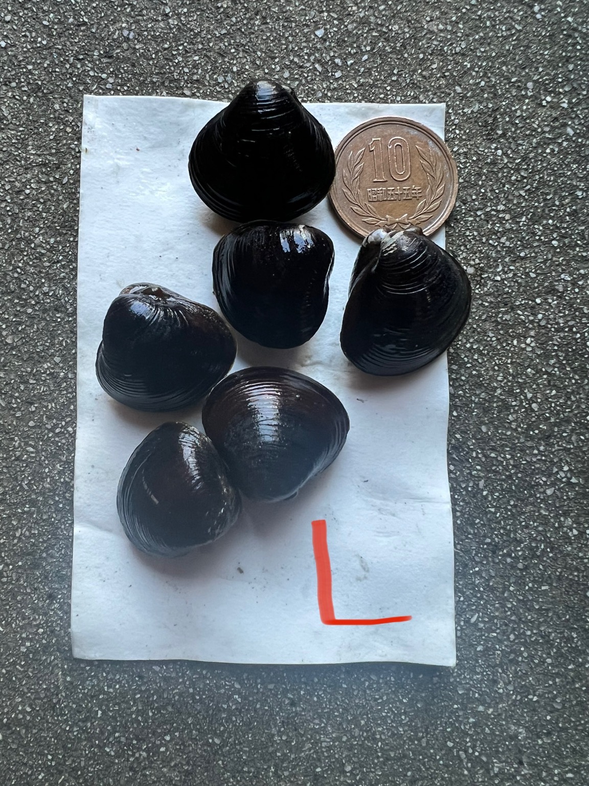 シジミ | UUUO(ウーオ)