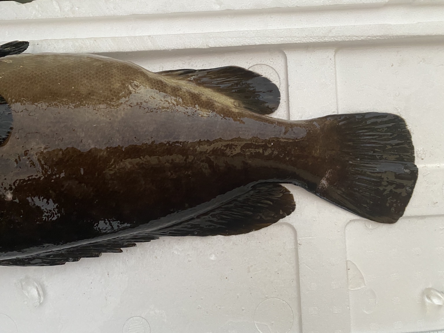 神経〆クエ1入約8.5kg(銛突) | UUUO(ウーオ)