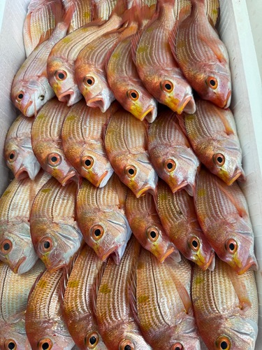 レンコダイ9から13入り10入約3kg(釣) | UUUO(ウーオ)