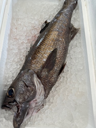 活〆クロムツ1入約3.9kg(釣) | UUUO(ウーオ)