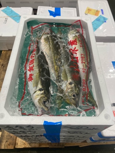 マアジ4入約2kg(沿岸) | UUUO(ウーオ)