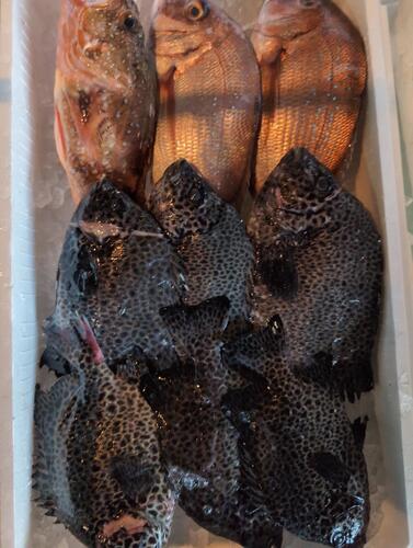 活〆鮮魚BOX9入約3.8kg(釣) | UUUO(ウーオ)