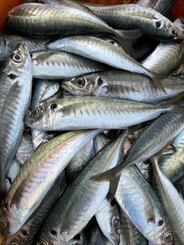 マルアジ約5キロ25尾前後約5kg(定置) | UUUO(ウーオ)