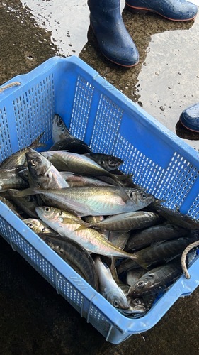 マアジ中16入約5kg(沿岸) | UUUO(ウーオ)