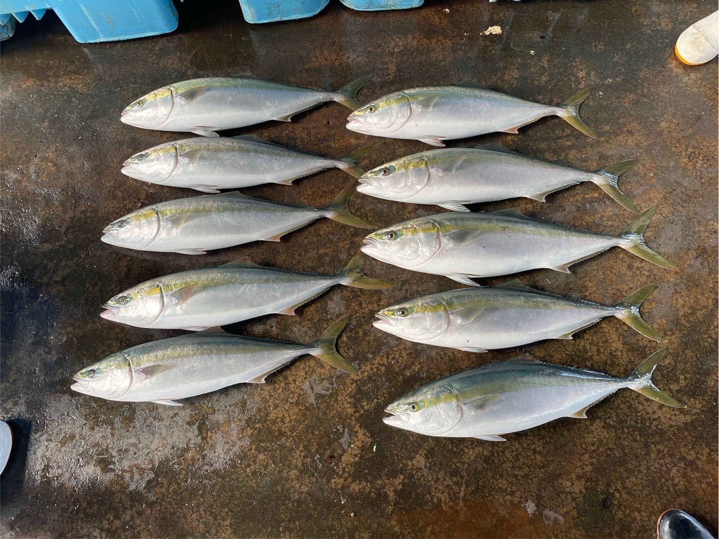 ワラサ10/11k3入約10kg(定置) | UUUO(ウーオ)