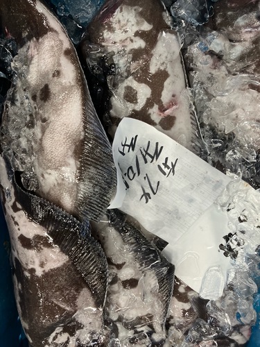 アブラガレイ(底曳) | UUUO(ウーオ)