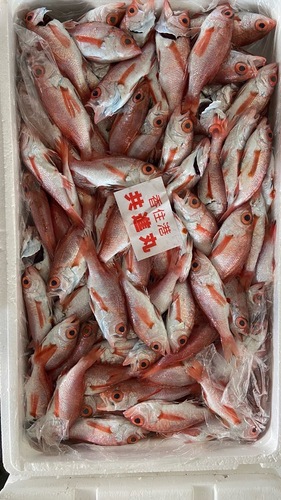 ノドグロ5k 約50gサイズ約5kg(底曳) | UUUO(ウーオ)