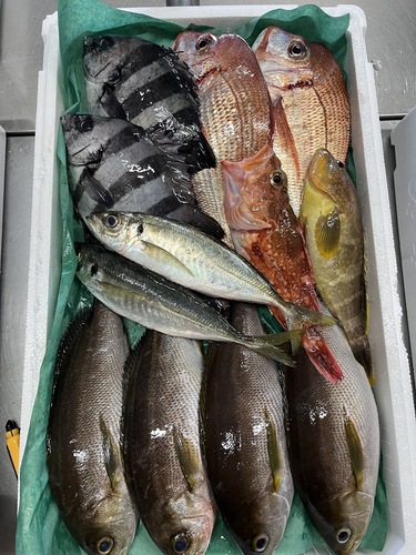 鮮魚BOX | UUUO(ウーオ)