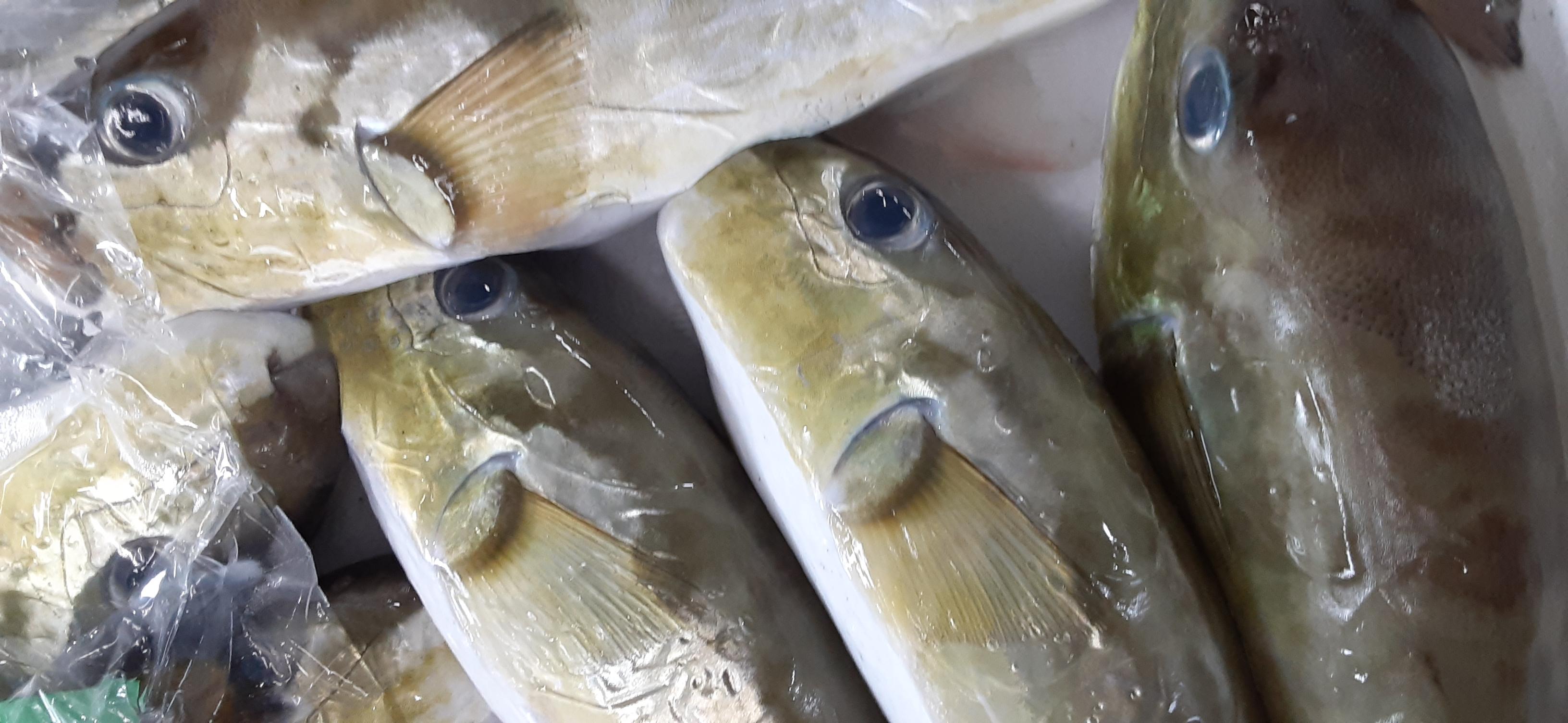 シロサバフグ(底曳) | UUUO(ウーオ)