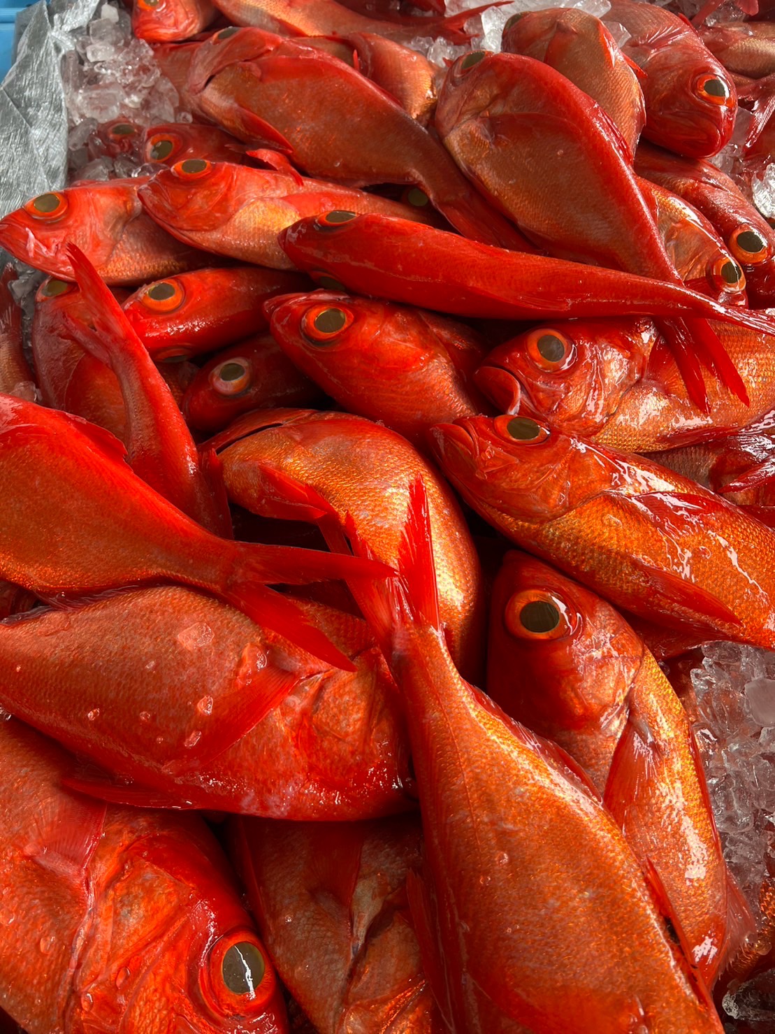 キンメダイ大中6入約7kg(延縄) | UUUO(ウーオ)