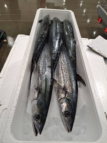 サゴシ6入約5kg(定置) | UUUO(ウーオ)