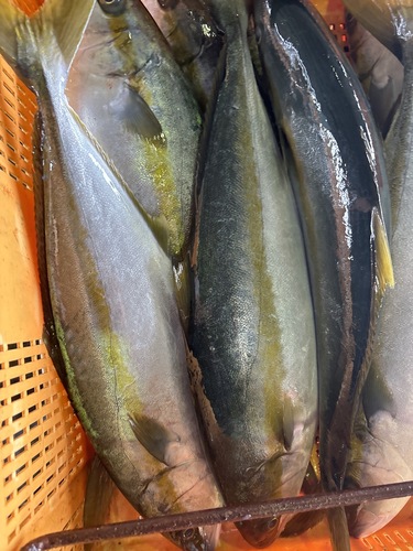 ヒラマサ7/8k台7入約8kg(定置) | UUUO(ウーオ)