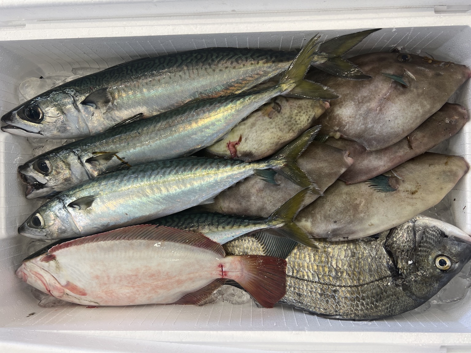 鮮魚BOX約6.8kg(定置) | UUUO(ウーオ)