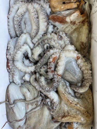 マダコ6入約9.8kg(沿岸) | UUUO(ウーオ)