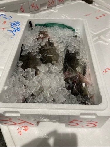 スズキ4/6k3入約4kg(定置) | UUUO(ウーオ)