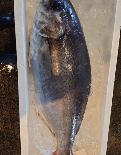メダイ1入約3kg(刺網) | UUUO(ウーオ)