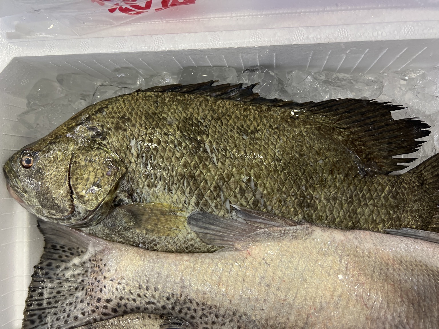 鮮魚BOX約6kg(定置) | UUUO(ウーオ)