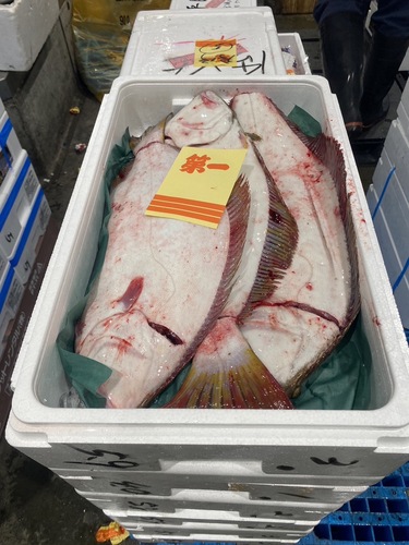 ヒラメ約5.5kg | UUUO(ウーオ)