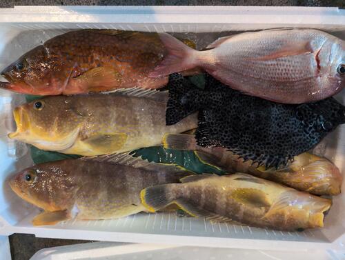 鮮魚BOX7入約3.9kg(釣) | UUUO(ウーオ)