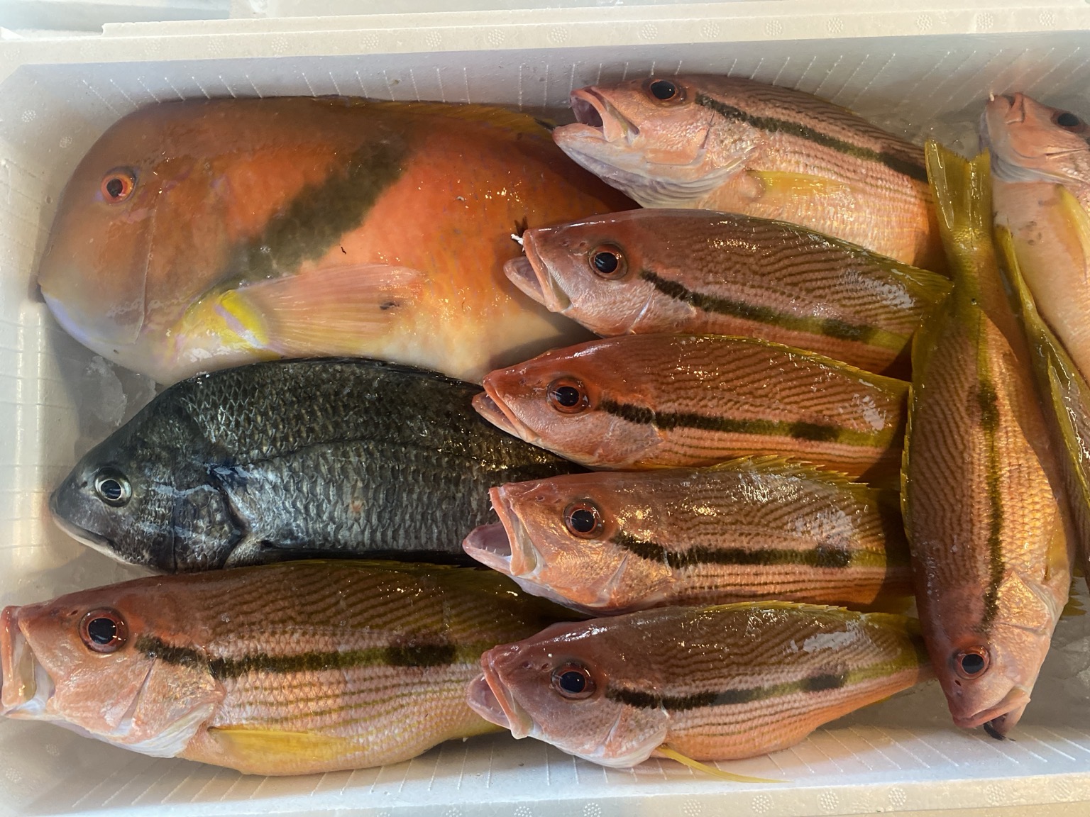 鮮魚BOX11入約5.3kg(定置) | UUUO(ウーオ)