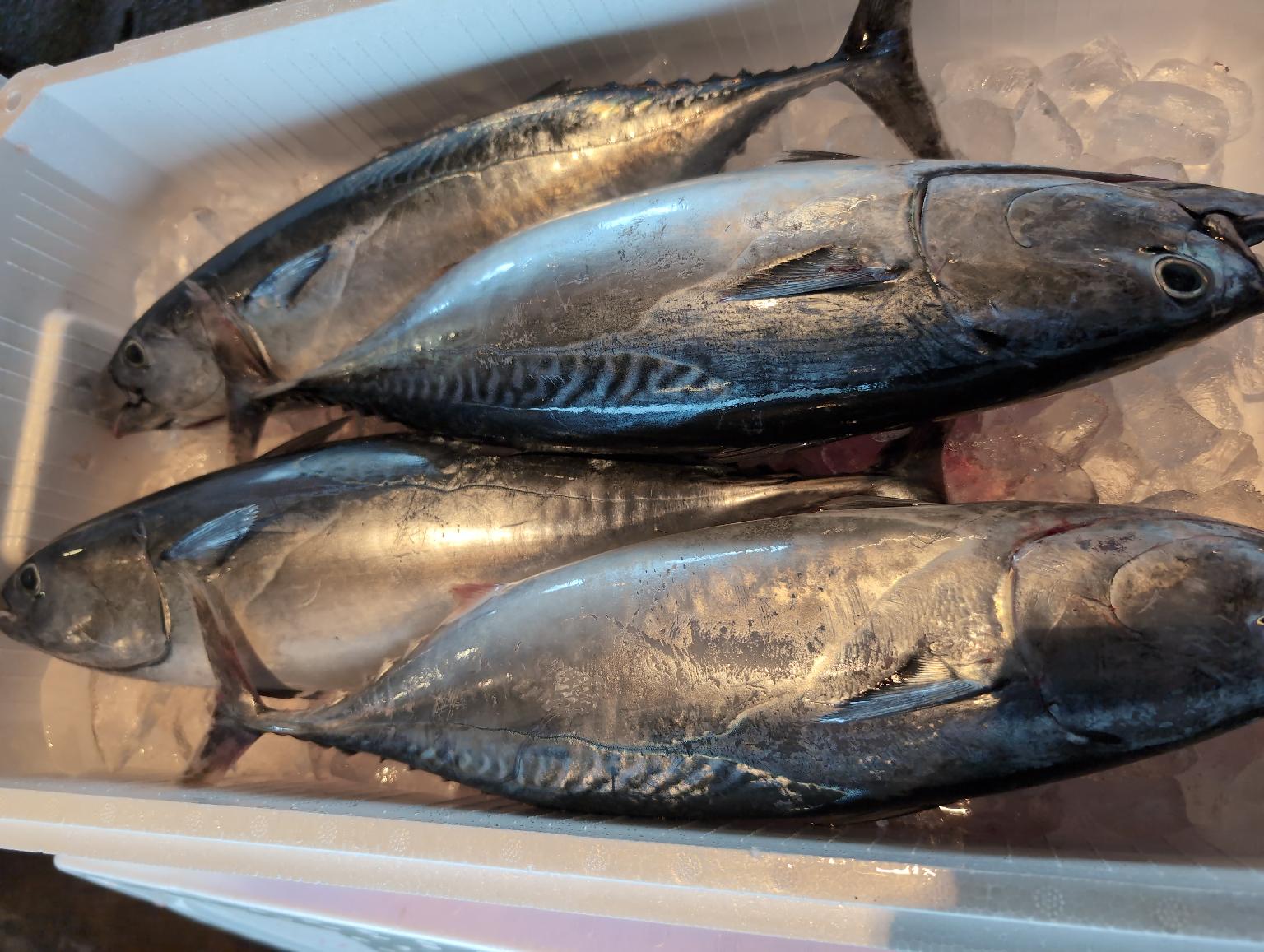 活〆平ソウダガツオ4入約5kg(定置) | UUUO(ウーオ)