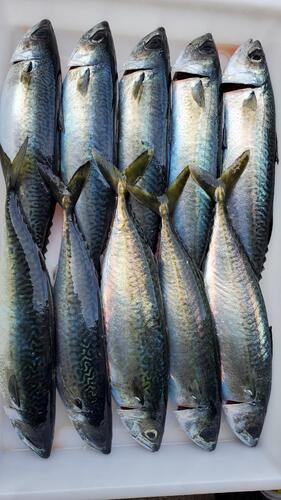 活〆マサバ400~500g10入約4.6kg(養殖) | UUUO(ウーオ)