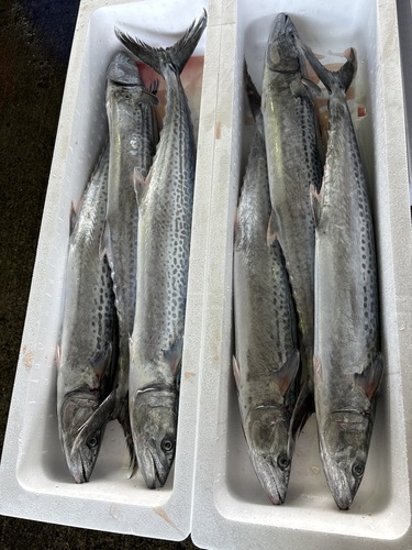 活〆サワラ6.6-7k3入約6.8kg(定置) | UUUO(ウーオ)